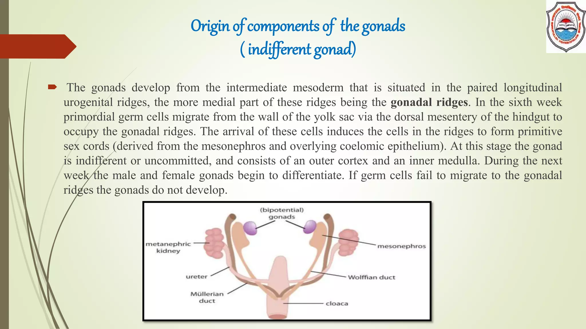 Development of gonads (Gonad differentiation)male gonad and female ...