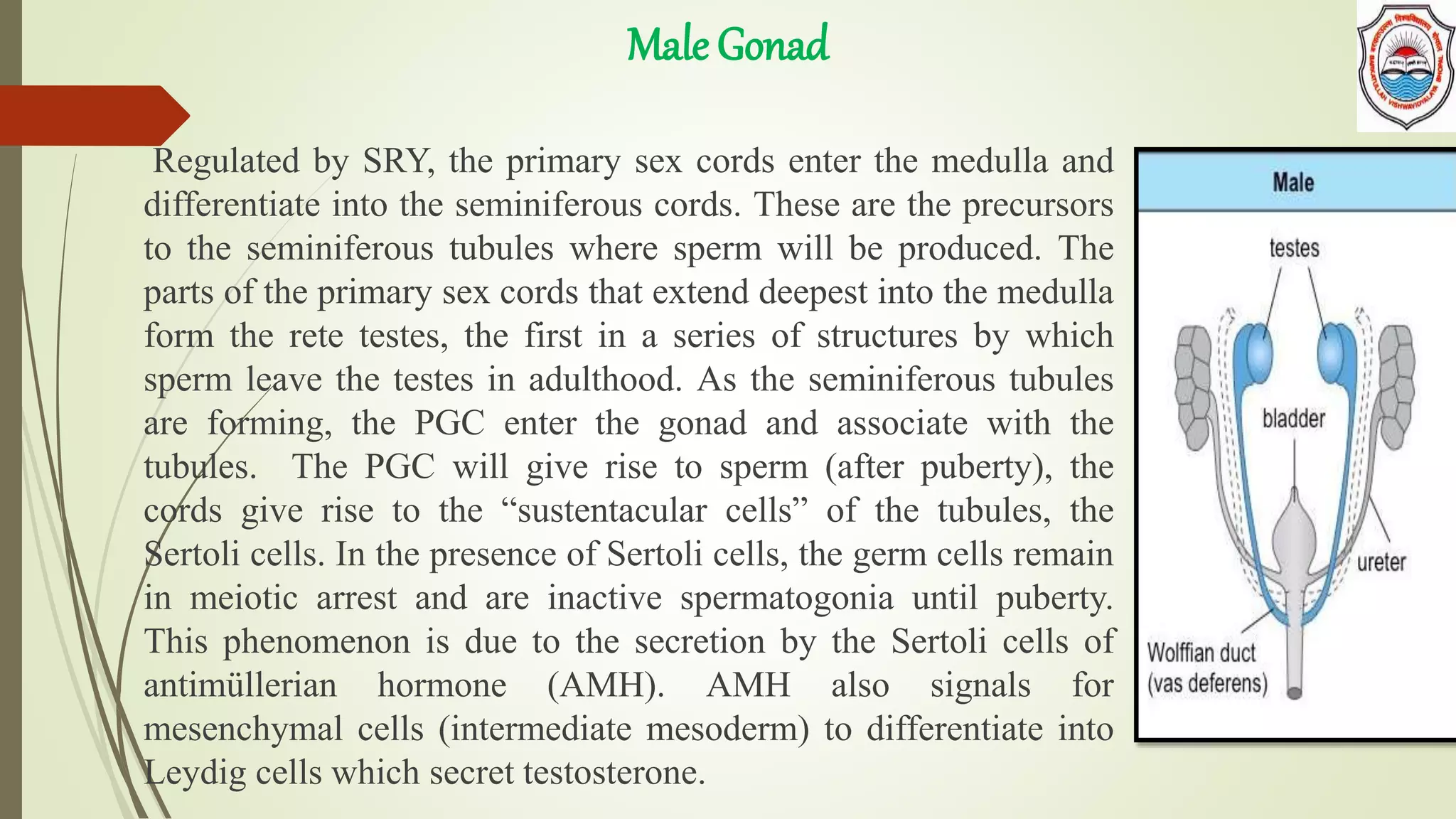 Development Of Gonads Gonad Differentiationmale Gonad And Female Gonad Ppt