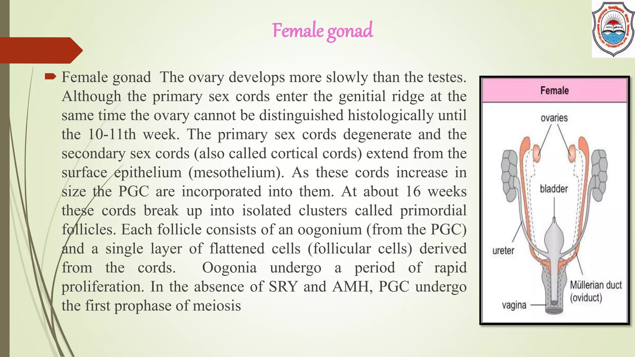 Development of gonads (Gonad differentiation)male gonad and female gonad | PPTX