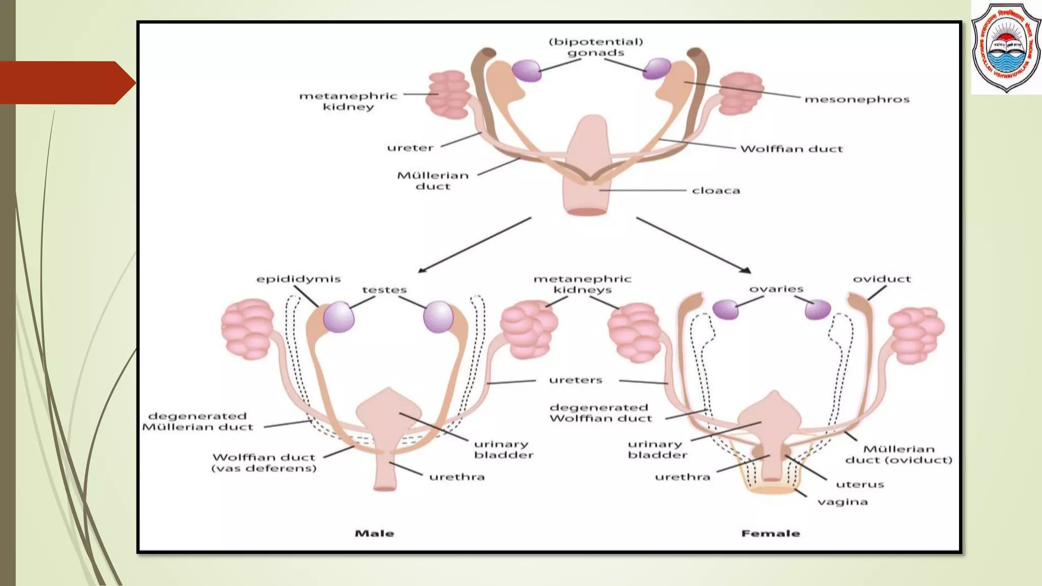 Development of gonads (Gonad differentiation)male gonad and female gonad | PPTX
