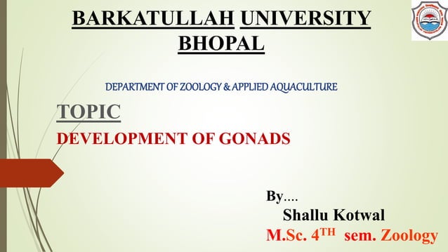 Development of gonads (Gonad differentiation)male gonad and female gonad | PPTX | Infertility ...