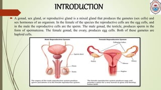 Development of gonads (Gonad differentiation)male gonad and female gonad | PPTX