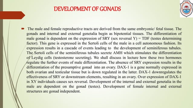 Development of gonads (Gonad differentiation)male gonad and female ...