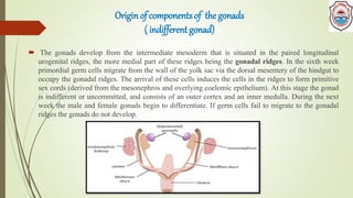 Development of gonads (Gonad differentiation)male gonad and female ...