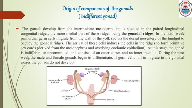Development of gonads (Gonad differentiation)male gonad and female ...