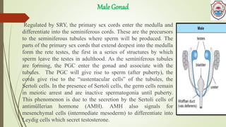 Development of gonads (Gonad differentiation)male gonad and female ...