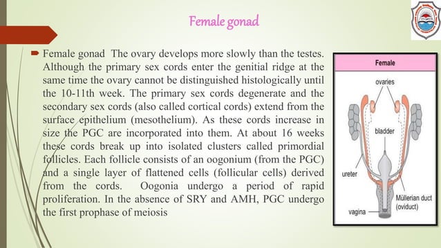 Development of gonads (Gonad differentiation)male gonad and female ...
