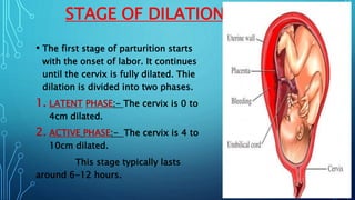 Physiology of pregnancy, placental hormones , parturition | PPTX
