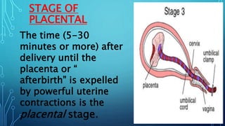 Physiology of pregnancy, placental hormones , parturition | PPTX