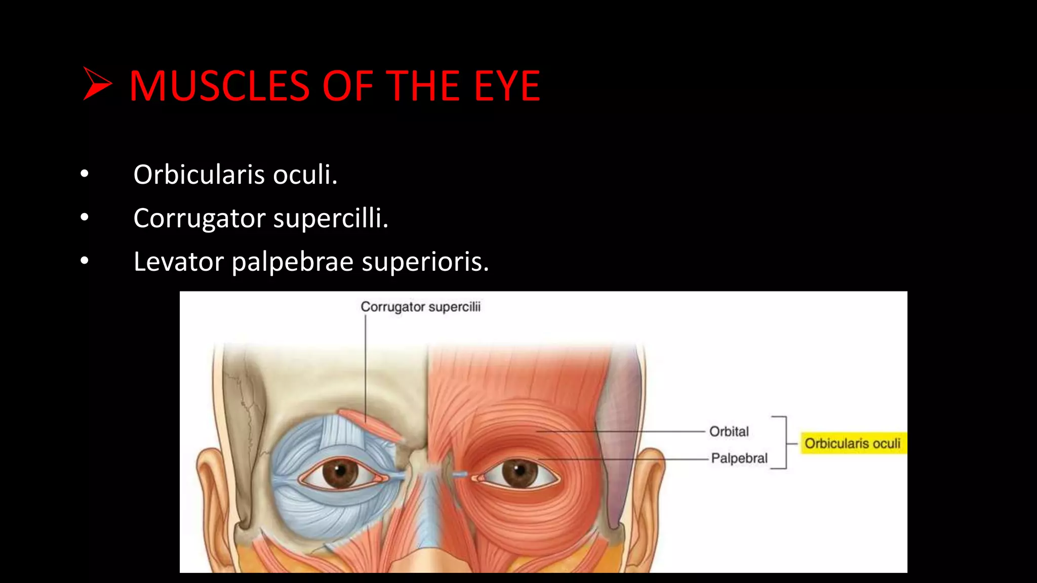 Muscles of Facial expressions | PPTX