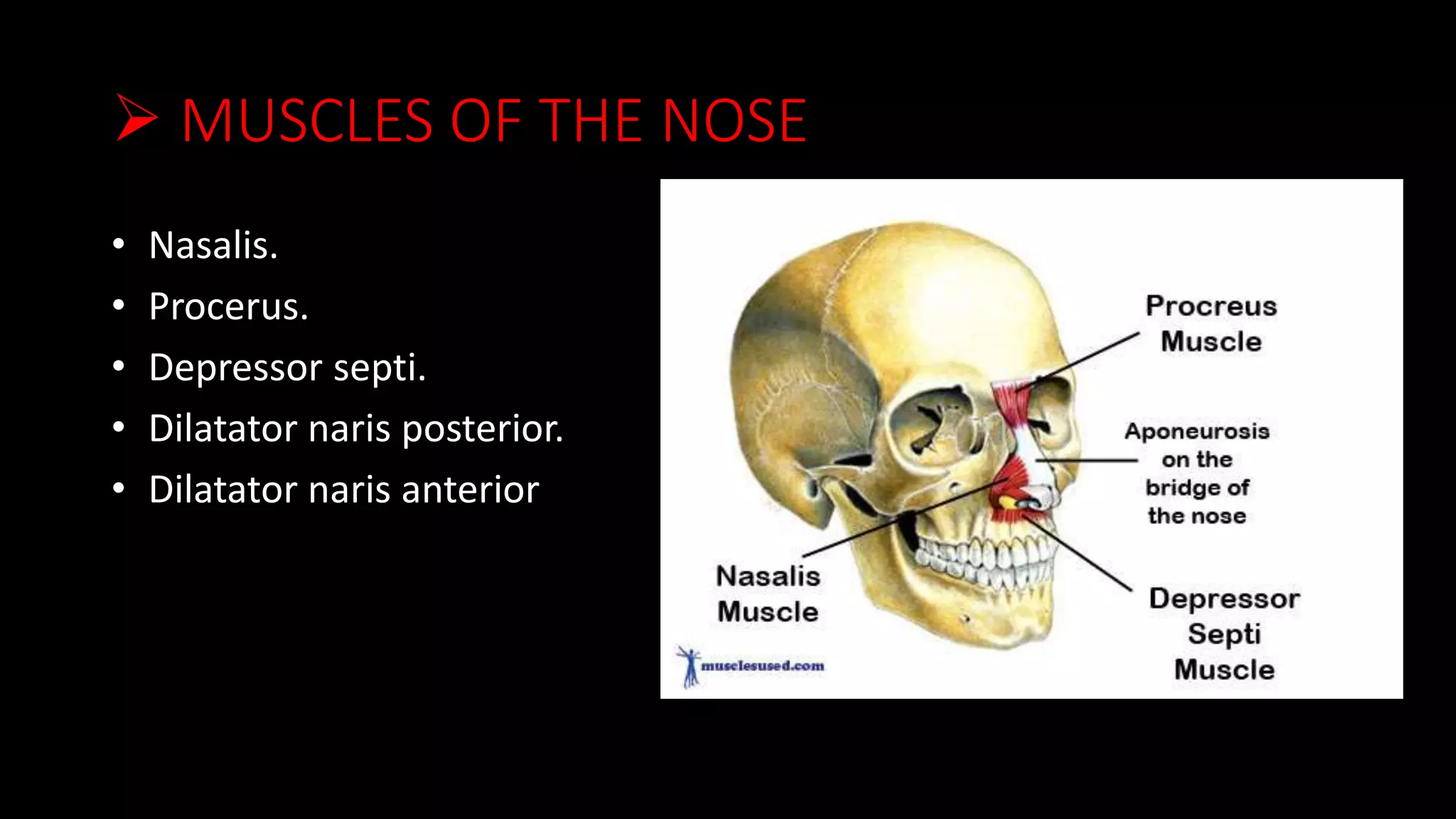 Muscles of Facial expressions | PPTX