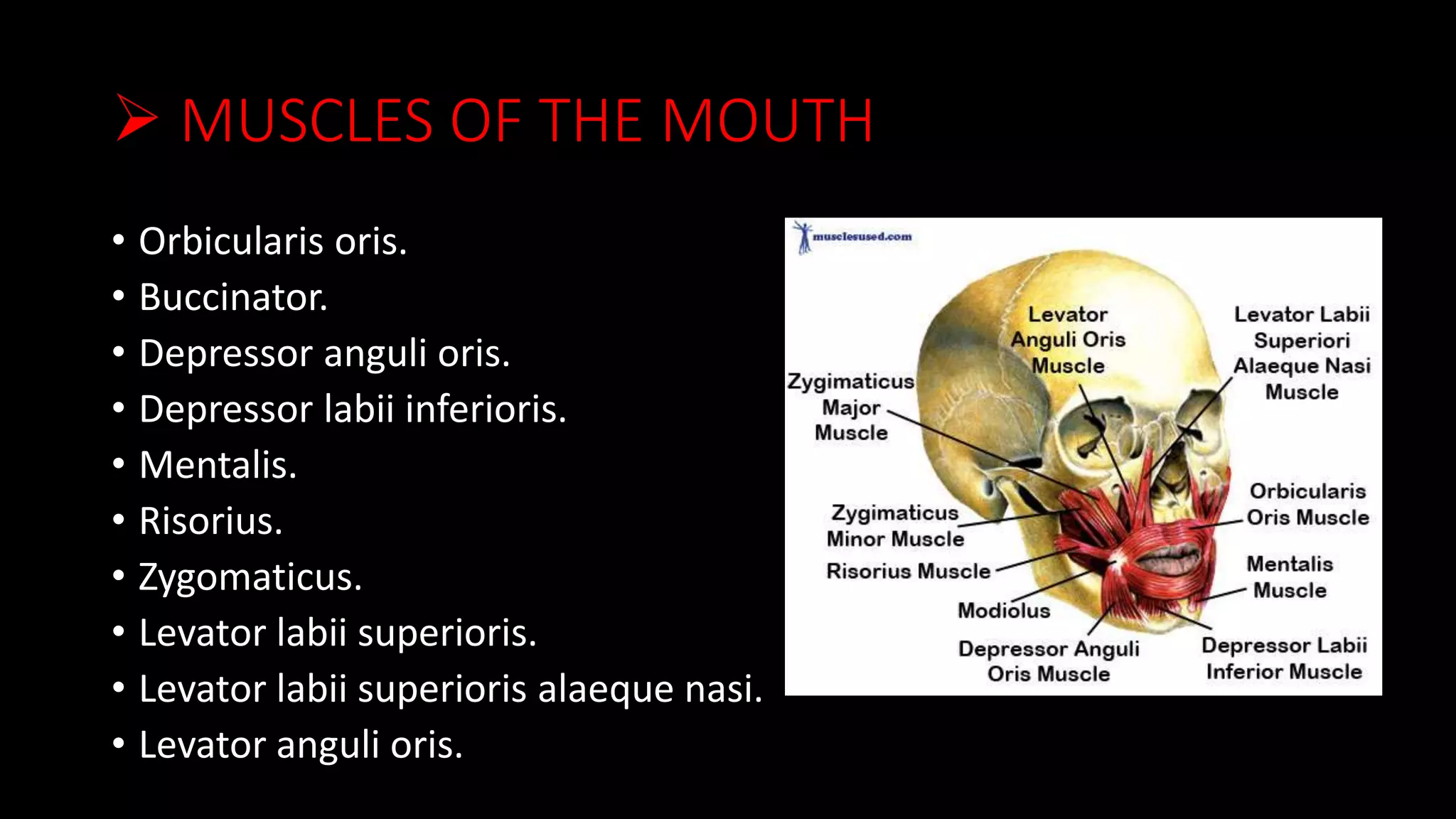Muscles of Facial expressions | PPTX