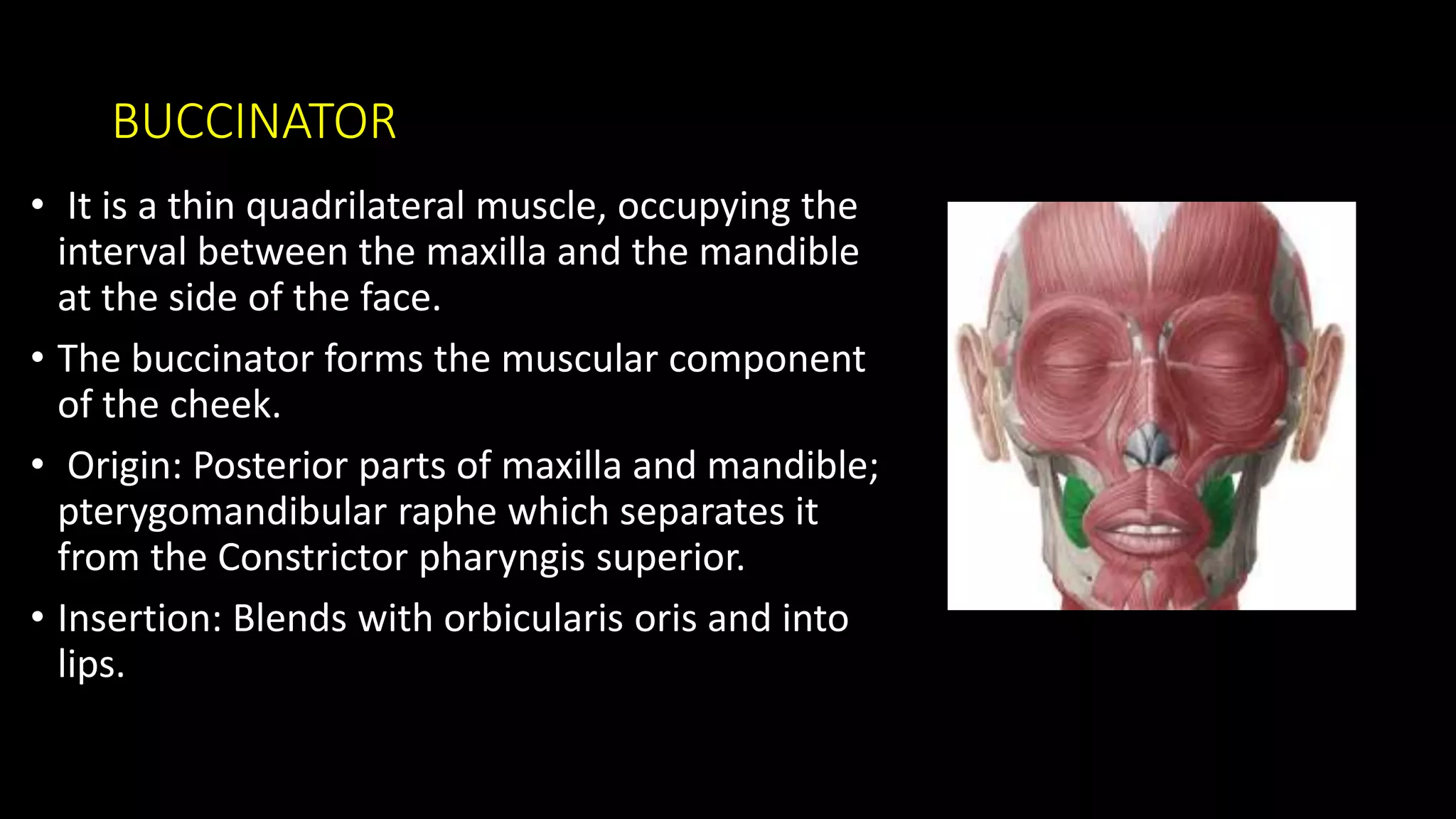Muscles of Facial expressions | PPTX