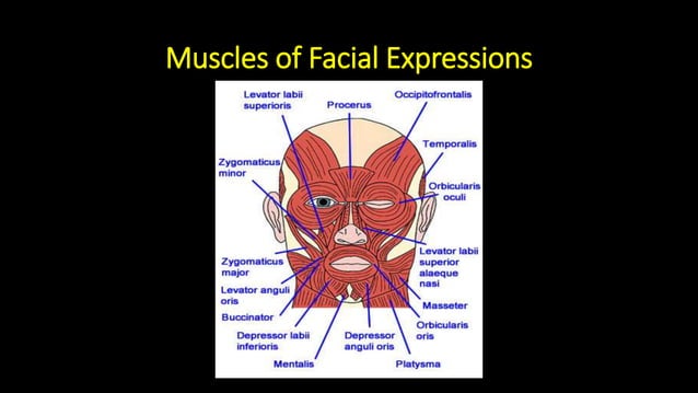 Muscles of Facial expressions | PPTX | Dental Health | Diseases and ...