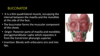 Muscles of Facial expressions | PPTX