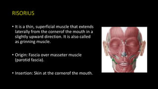 Muscles of Facial expressions | PPTX
