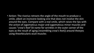 Muscles of Facial expressions | PPTX