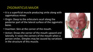 Muscles of Facial expressions | PPTX