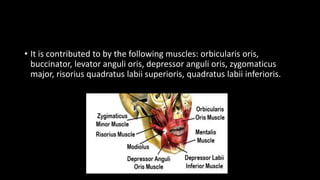 Muscles of Facial expressions | PPTX