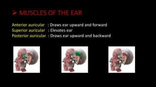 Muscles of Facial expressions | PPTX