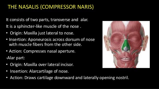 Muscles of Facial expressions