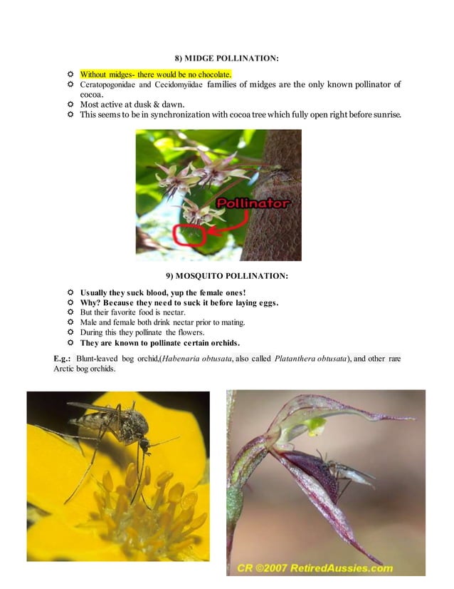 Shalu entomophily | PDF