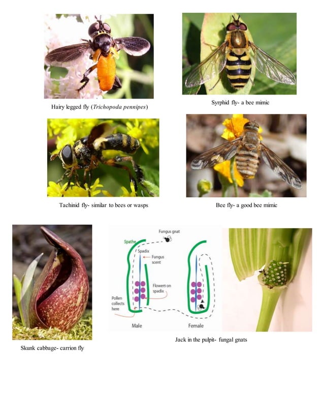 Shalu entomophily | DOCX | Beekeeping | Hobbies & Interests