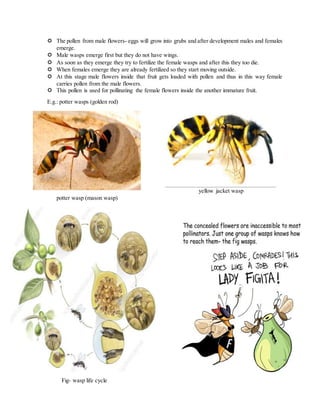 Shalu entomophily | DOCX | Beekeeping | Hobbies & Interests