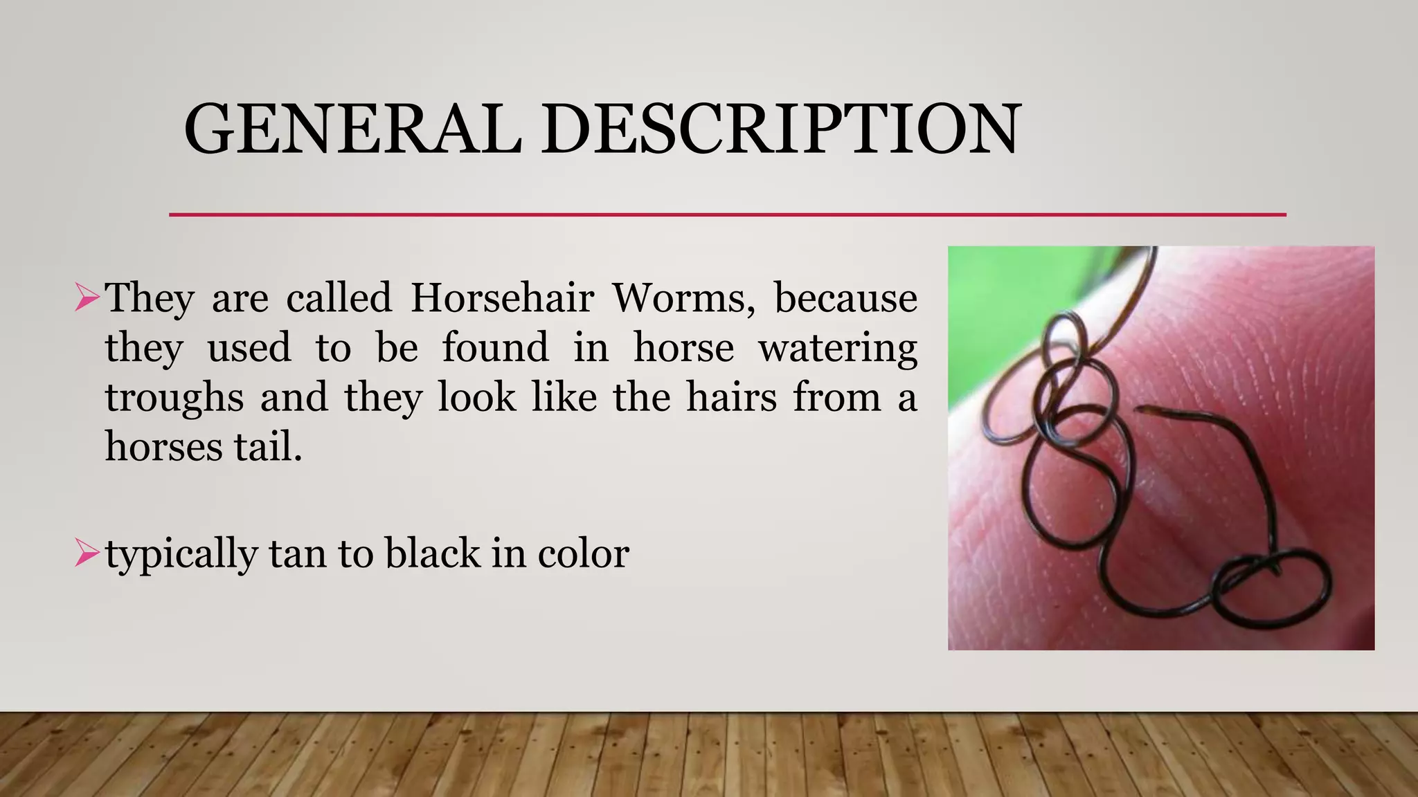 PHYLUM NEMATOMORPHA | PPTX