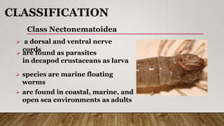PHYLUM NEMATOMORPHA | PPTX