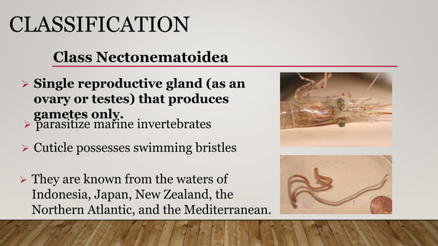 PHYLUM NEMATOMORPHA | PPTX | Geography | Science