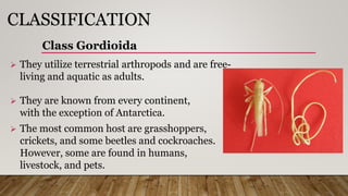 PHYLUM NEMATOMORPHA | PPTX