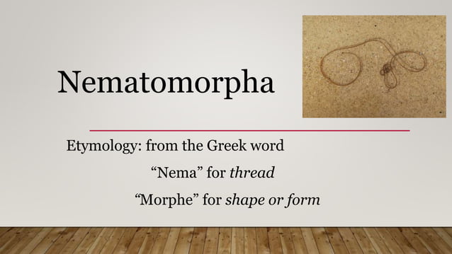 PHYLUM NEMATOMORPHA | PPTX | Geography | Science