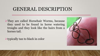 PHYLUM NEMATOMORPHA | PPTX