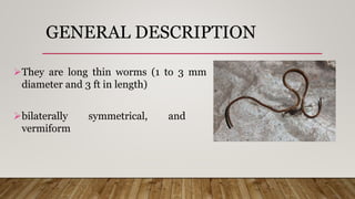 PHYLUM NEMATOMORPHA | PPTX