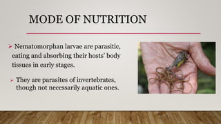 PHYLUM NEMATOMORPHA | PPTX | Geography | Science