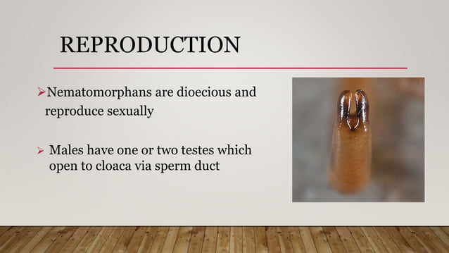PHYLUM NEMATOMORPHA | PPTX | Geography | Science
