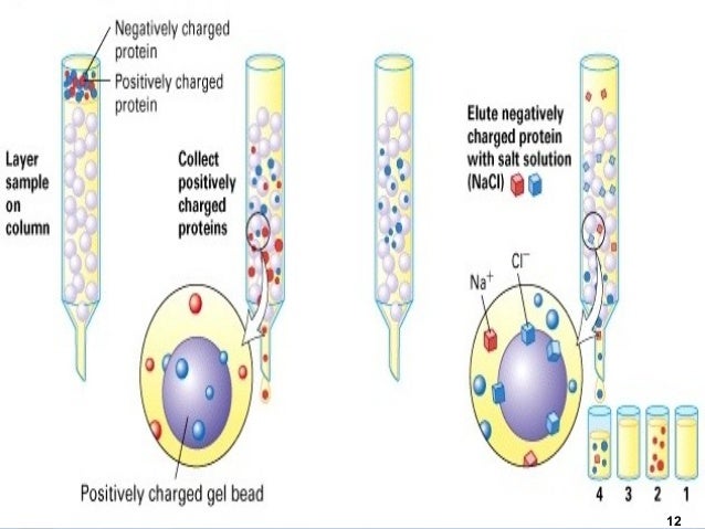 ion exchange chromatography