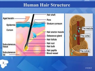 Shampoo | PPTX
