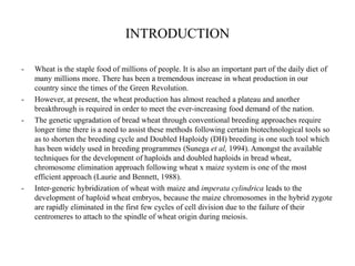 Shampy final presentation | PPT