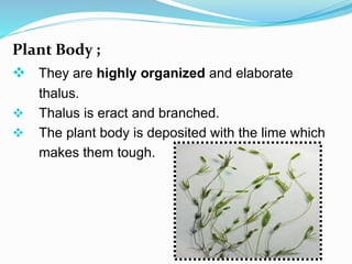 General Account of Chlorophyta & Charophyta | PPTX