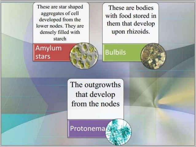 General Account of Chlorophyta & Charophyta | PPTX | Infertility ...