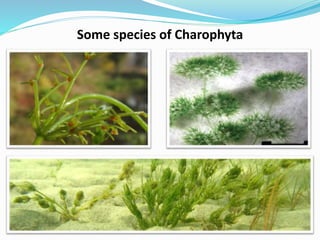 General Account of Chlorophyta & Charophyta | PPTX