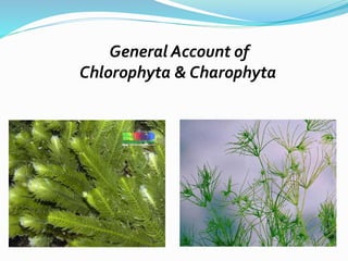 General Account of Chlorophyta & Charophyta | PPTX