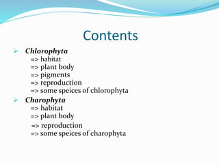 General Account of Chlorophyta & Charophyta | PPTX