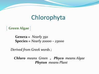 General Account of Chlorophyta & Charophyta | PPTX