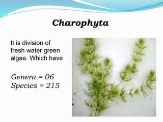 Chlorophyta Examples