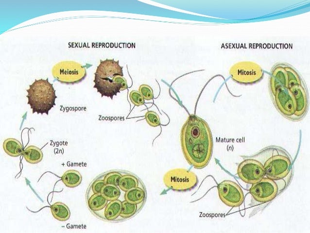General Account of vChlorophyta & Charophyta