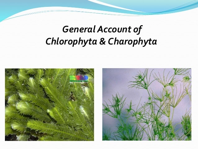 General Account of vChlorophyta & Charophyta