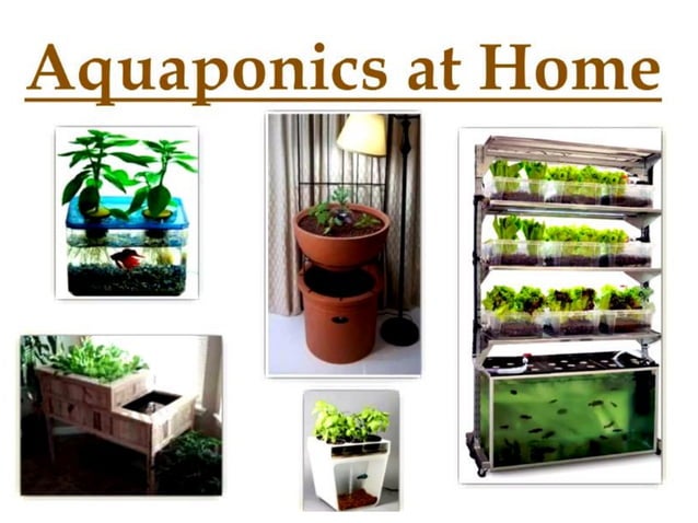 Shan Hydroponics and Urban farming technology.pdf